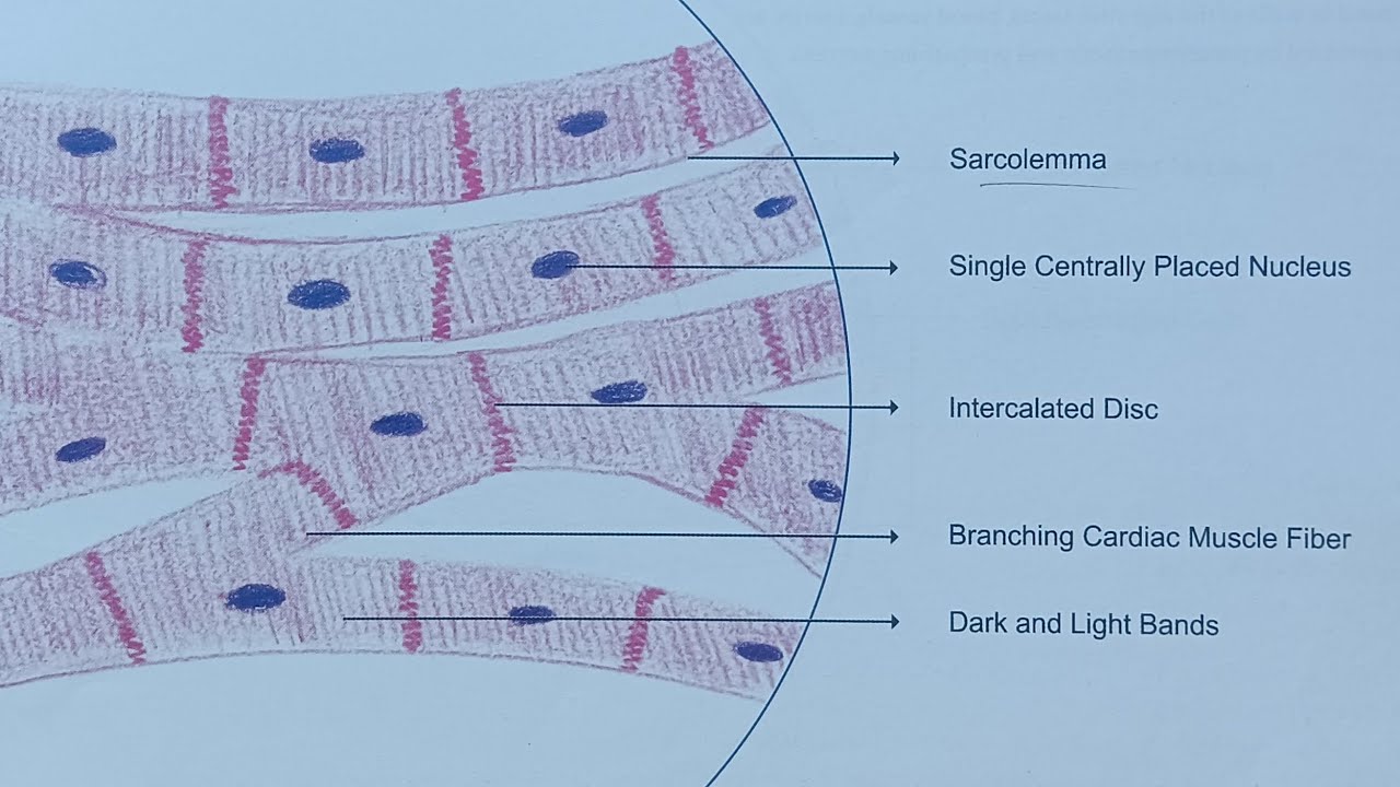 9.Intercalated discs / Video 9th from CVS / properties of cardiac ...