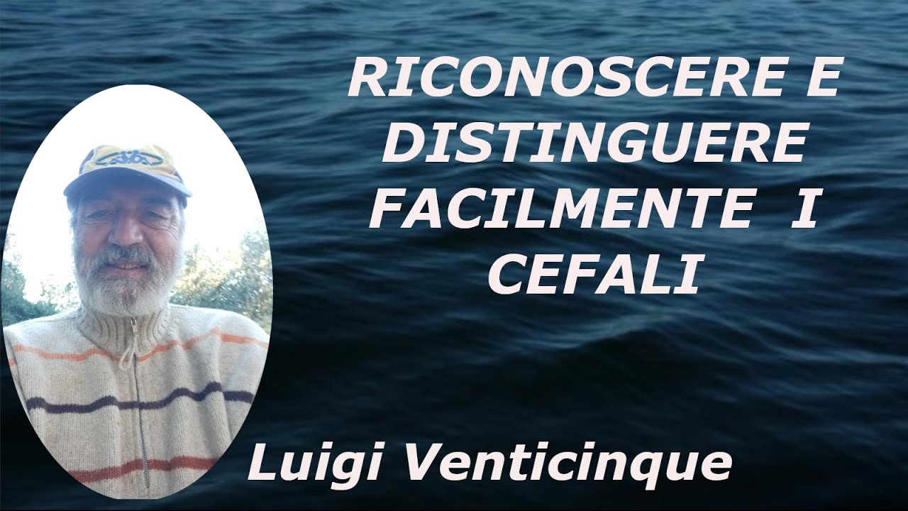 Come riconoscere e distinguere facilmente i Cefali - YouTube