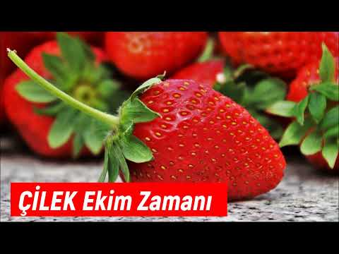 Çilek Ne Zaman Hangi Ayda Hangi Mevsimde Ekilir