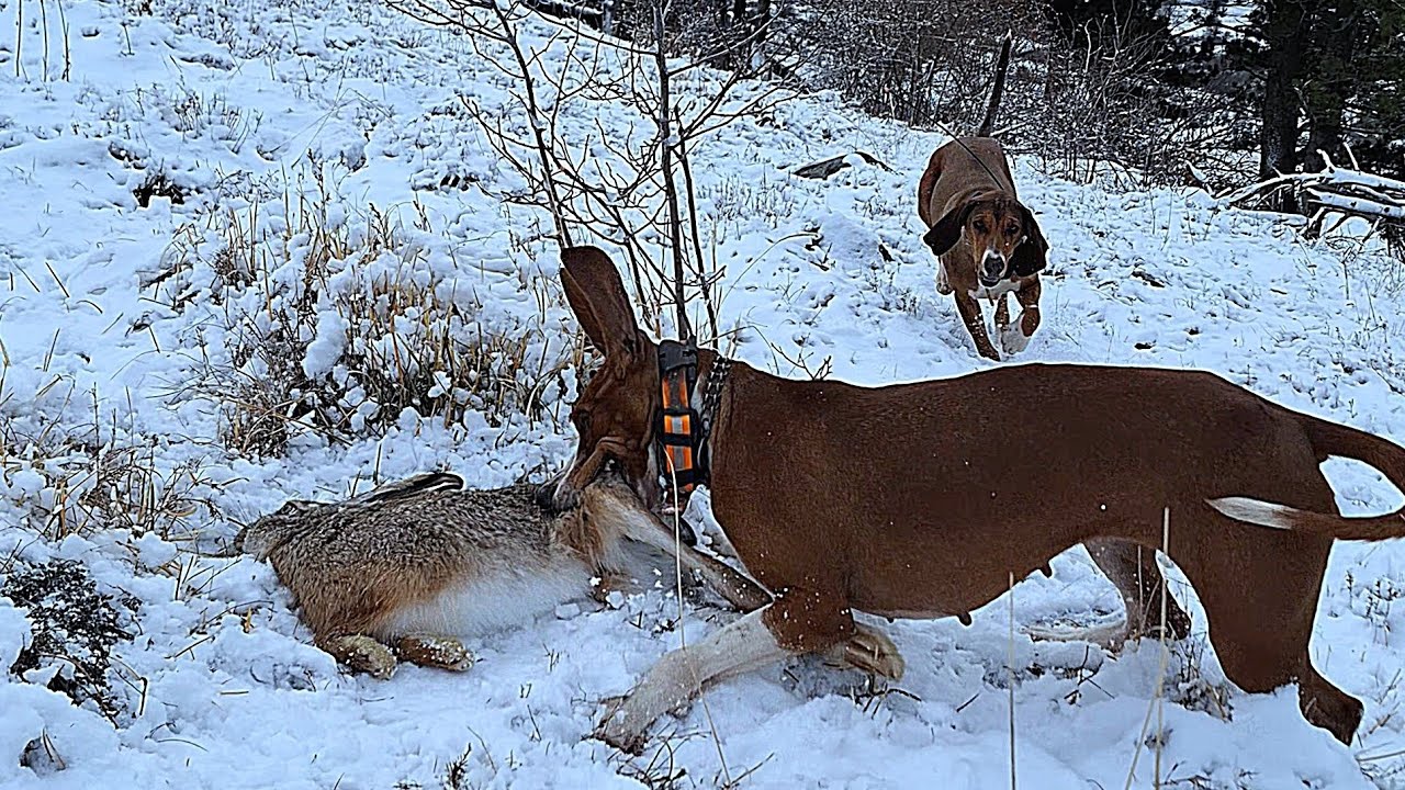 Caccia alla lepre LEPRE DI NEVE NELLE MONTAGNE ALTE #caccia #hunting ...