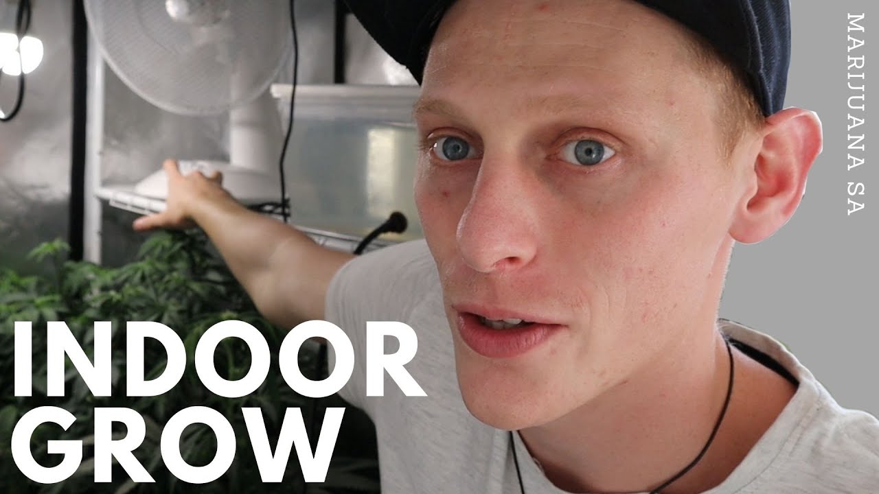 Easy Indoor Cannabis Grow - YouTube