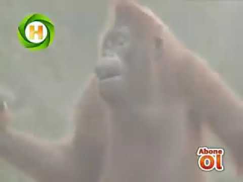 Səni deyirlər (Meymunların rəqsi) xahiş edirəm abone olun.