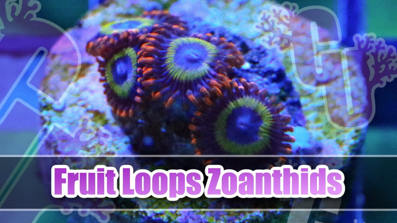 Fruit Loops Zoanthids | Corals Unlimited - YouTube