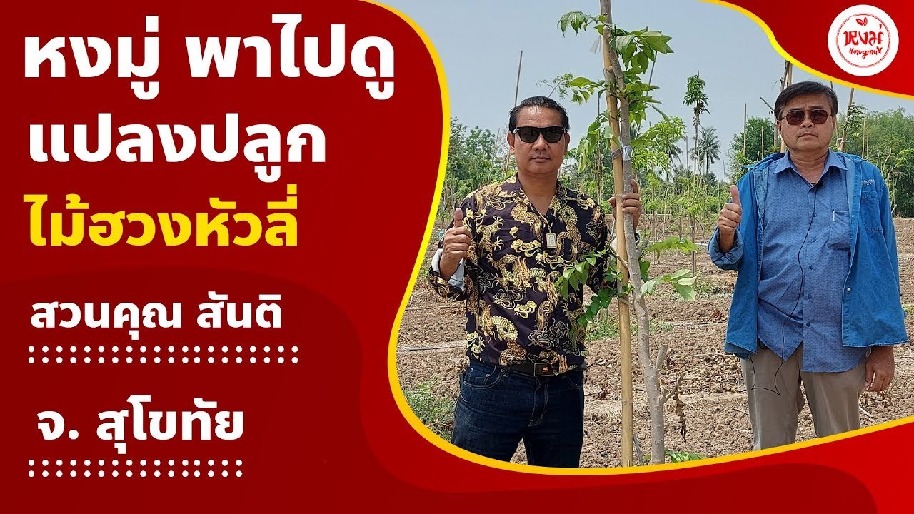(Re-up) หงมู่ พาไปดู แปลงปลูก ไม้ฮวงหัวลี่ สวนคุณ สันติ จ.สุโขทัย - YouTube