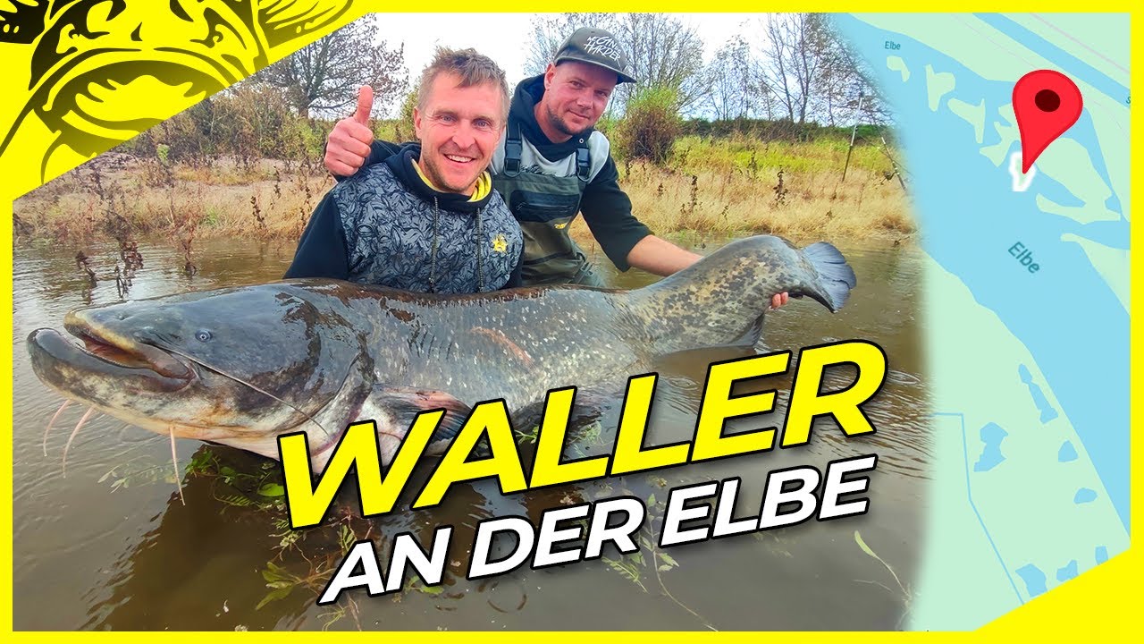WELSANGELN an der ELBE mit Stinkköder !? | Techniken & Montagen ...