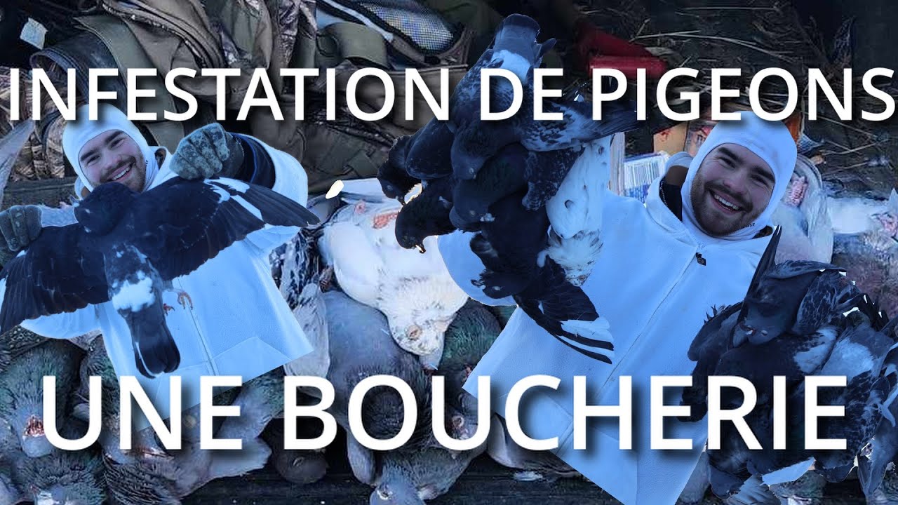 Chasse de contrôle du pigeon biset au Québec - YouTube