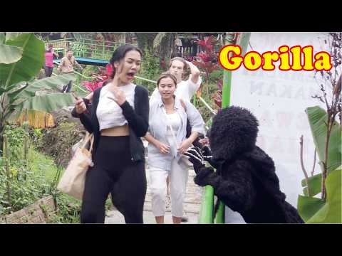 Best funniest reactions..!! Lari kocar-kacir ada monyet kocak