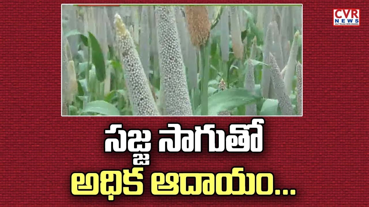 సజ్జ సాగుతో అధిక ఆదాయం..| Kadapa District Farmers Successful Bajra ...
