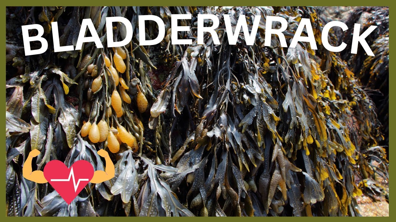 Uncover the 14 Unexpected Benefits of Bladderwrack! - YouTube