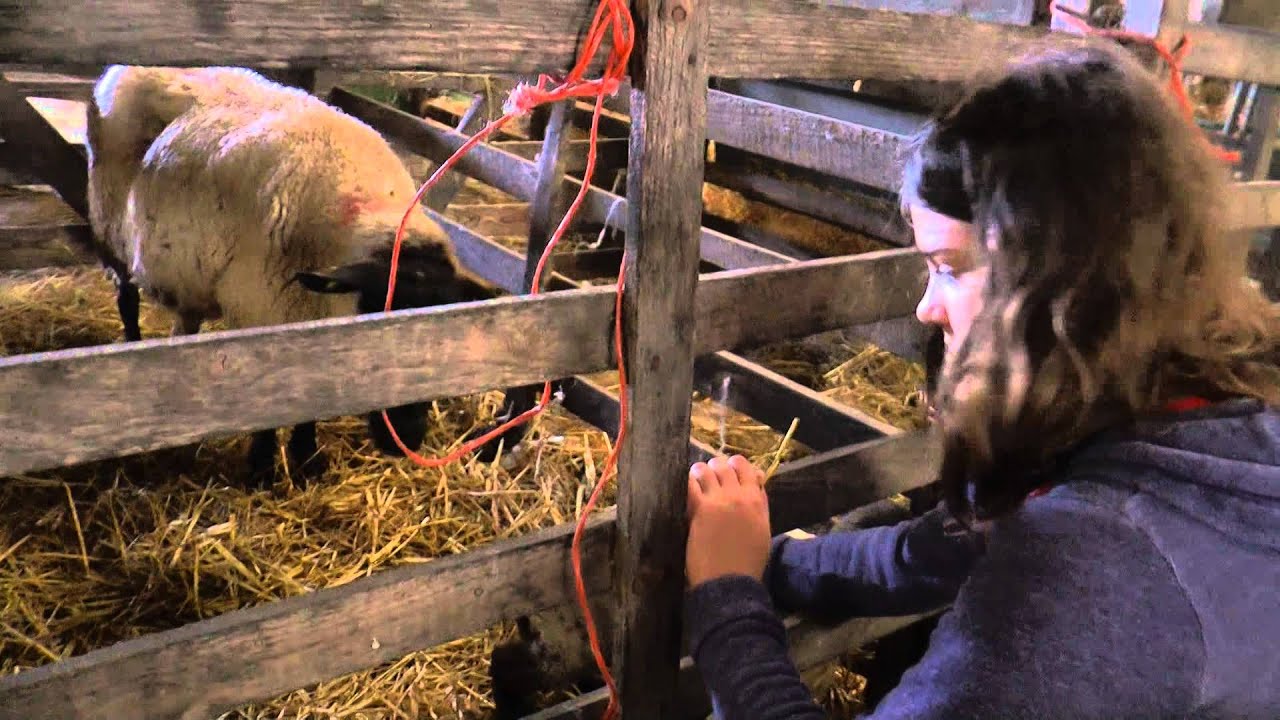 Nursted Farm Open Their Doors To The Public - YouTube