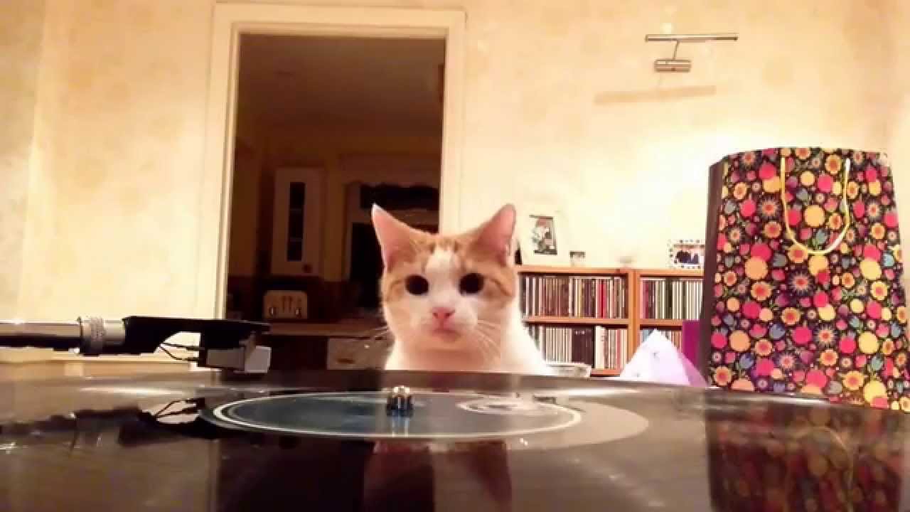 Prog Cat listens to Syd Arthur. - YouTube