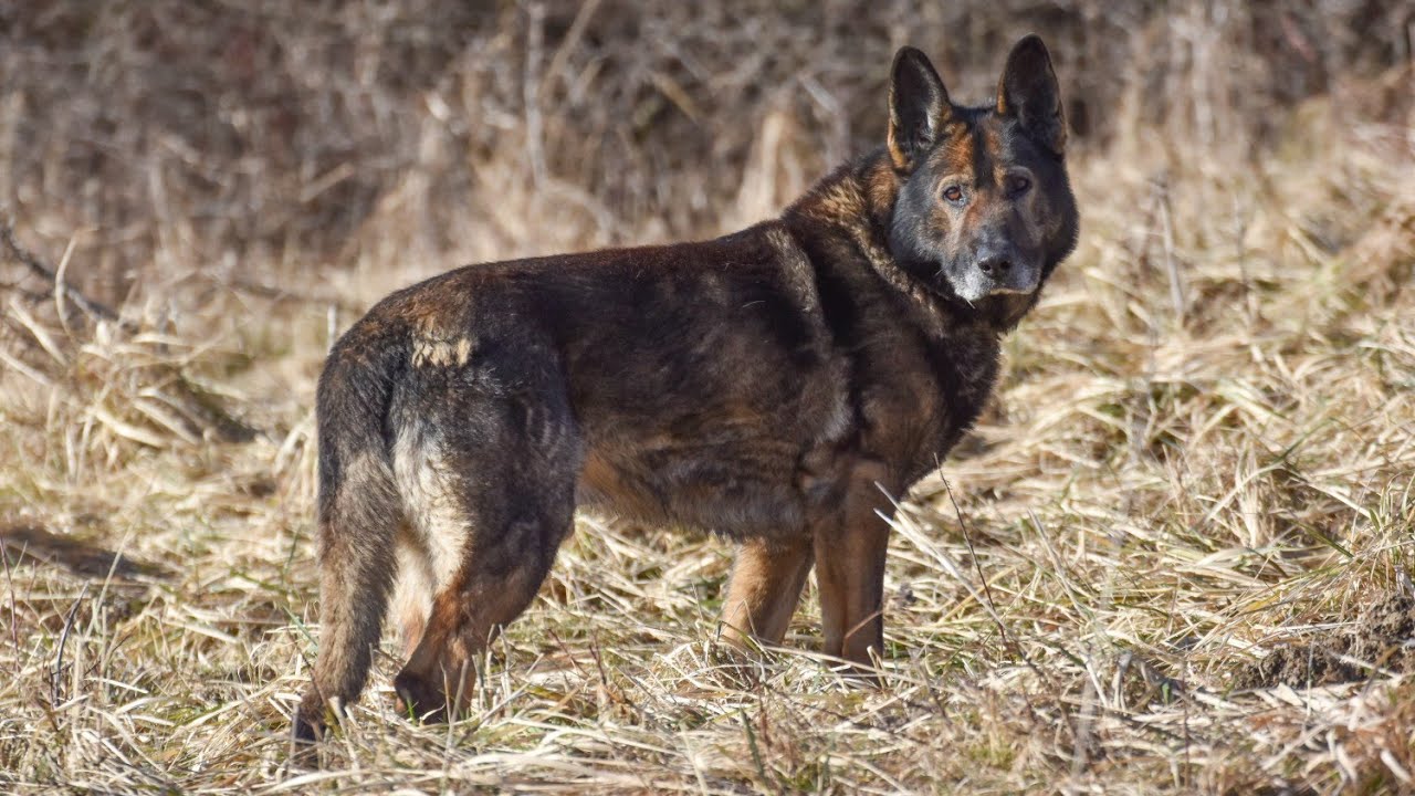 German shepherd vs deer - YouTube