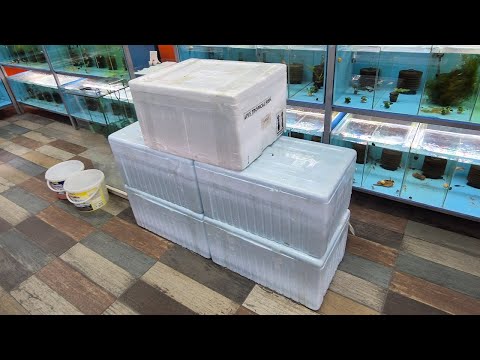 Akvaryum Vlog #543 (İstanbul'a Balık Almaya Gittim)