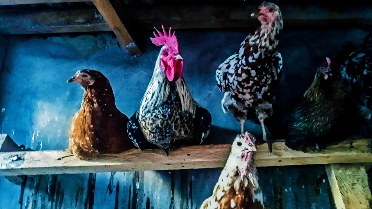chicken with chicken father - YouTube