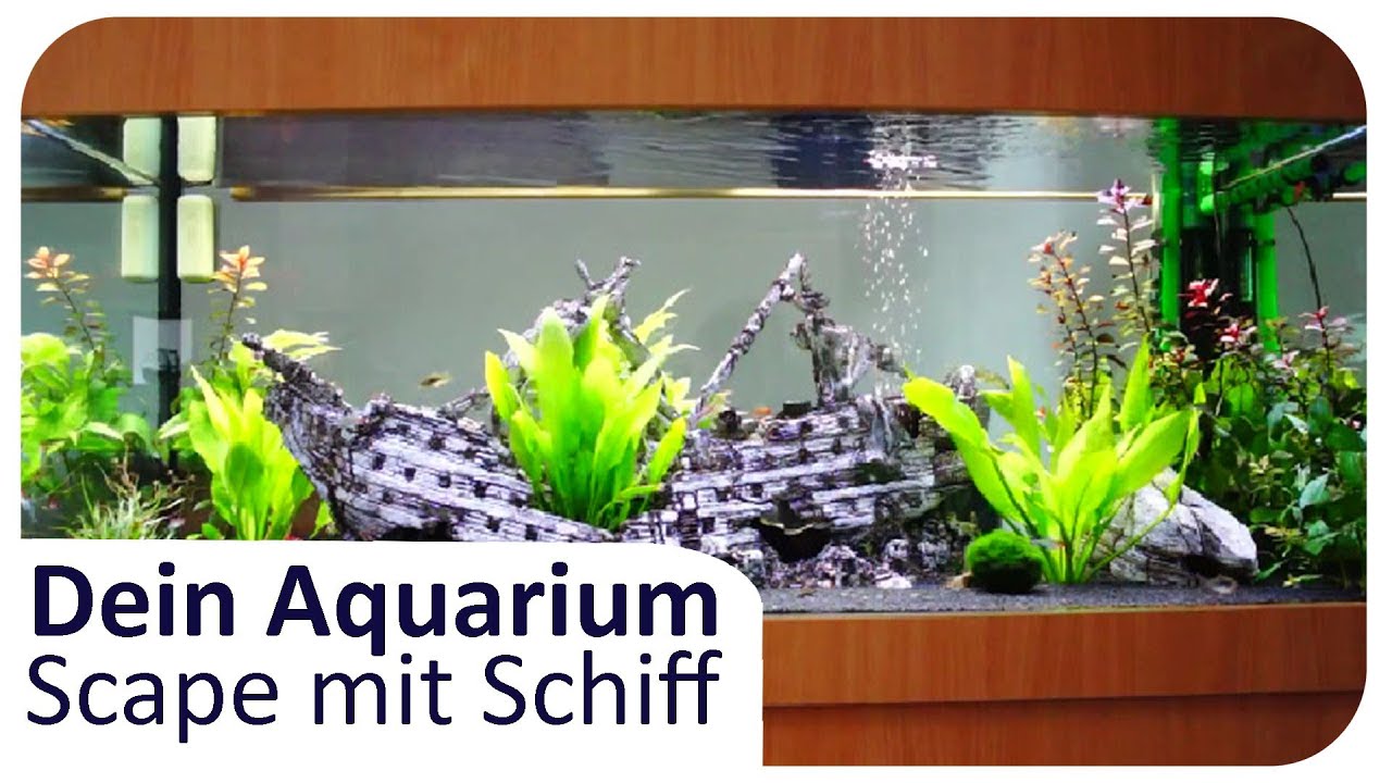 Kevins 320l Design-Aquarium | Dein Aquarium #10 - YouTube