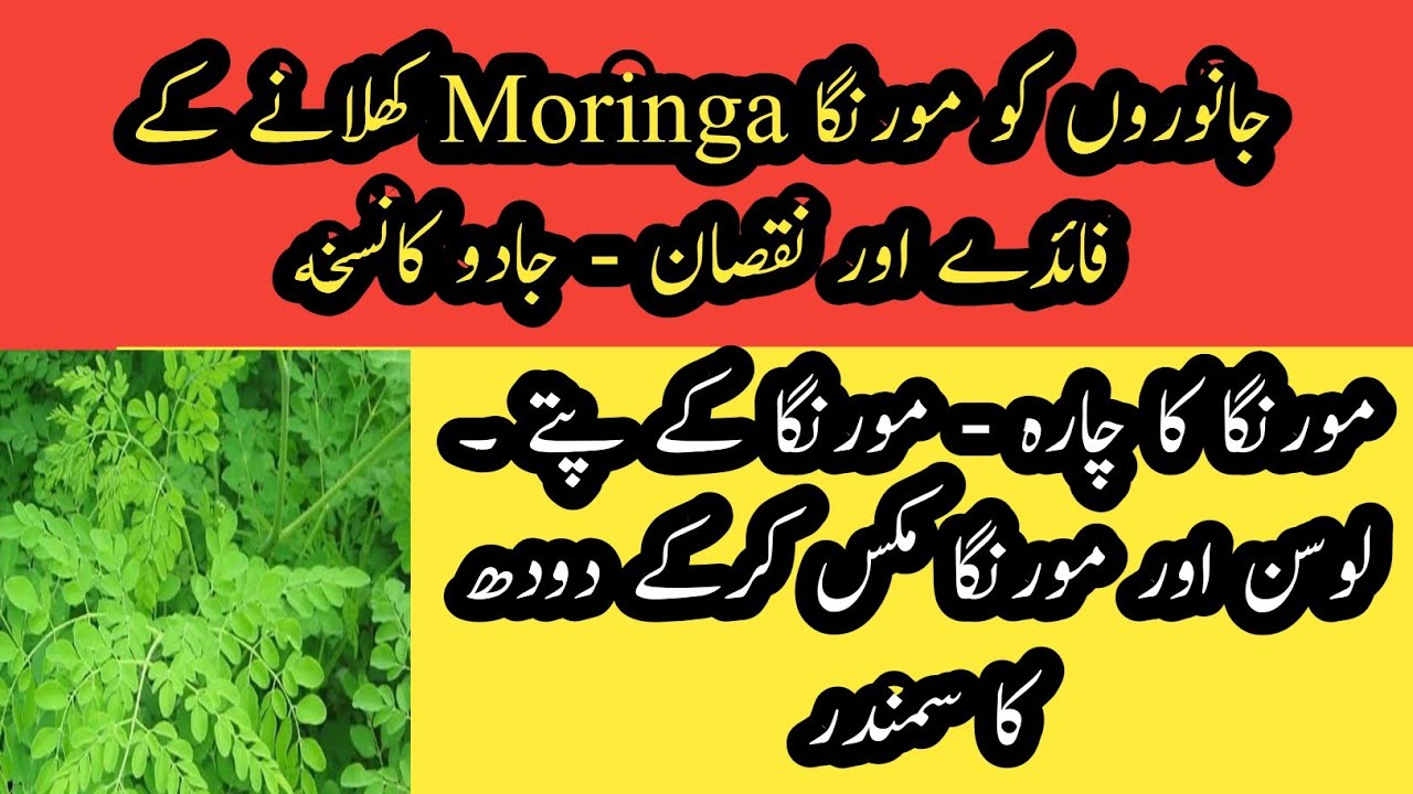 Moringa feed to animals II How to feed moringa to dairy animals II ...