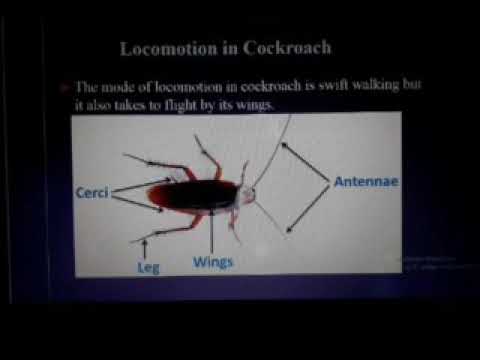 Biology | Locomotion in invertebrates and vertebrates | Lecture 33 ...