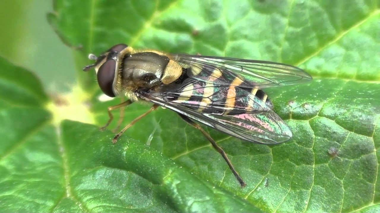 Wasp Mimic Flower Fly (Syrphidae: Syrphus ribesii?) Close-up - YouTube