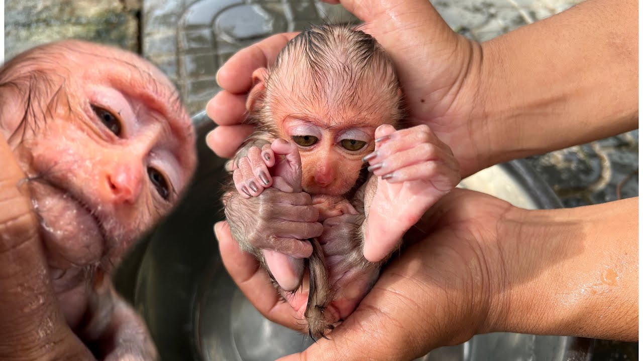 How take a bath to a little baby monkey - YouTube