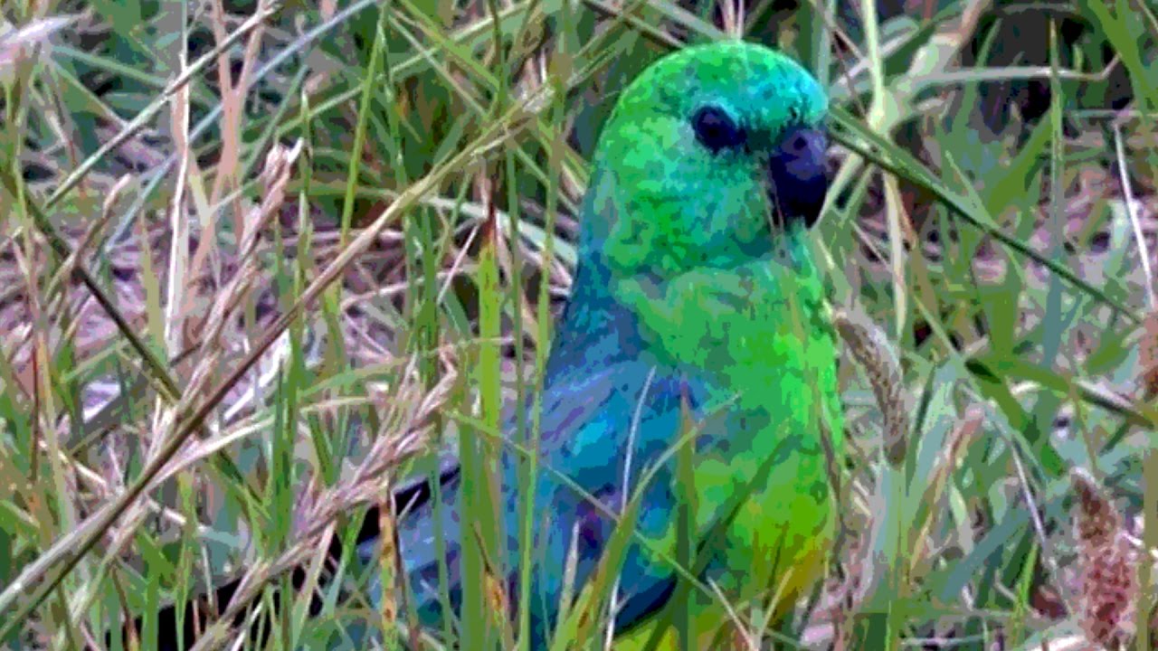 Australian Grass Parrot - Video 1 - YouTube