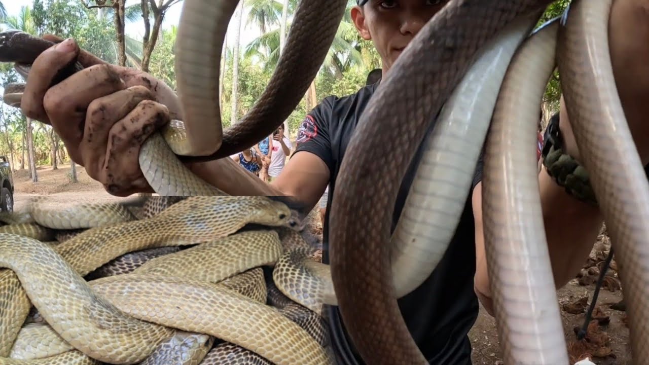 ISANG TUMPOK ANG DINAKOT NI COBRA PRINCE - YouTube