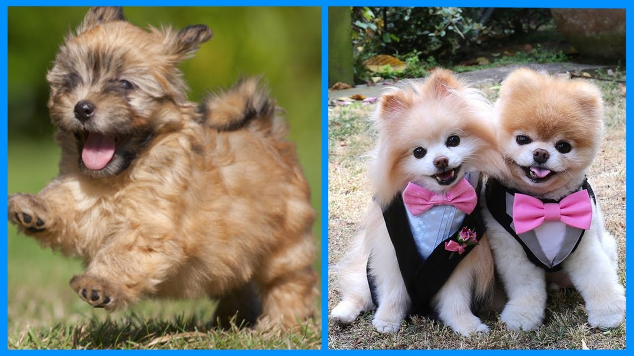 Funny And Cute December Dogs Compilation #2 - YouTube