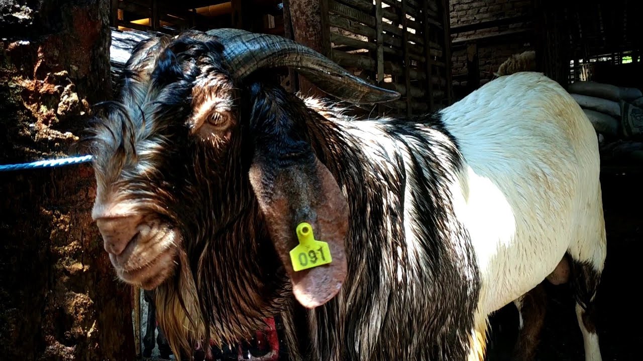 Bathing the Boer Goat Stud - YouTube