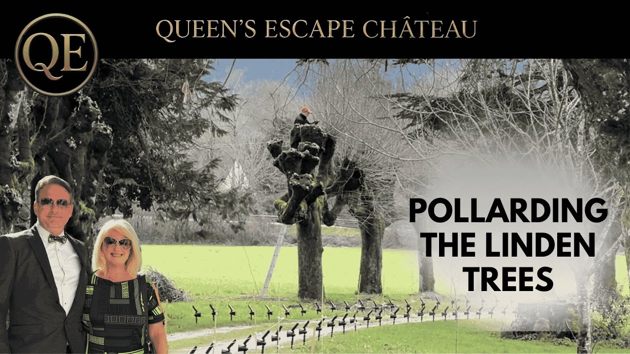Pollarding the Linden Trees - YouTube