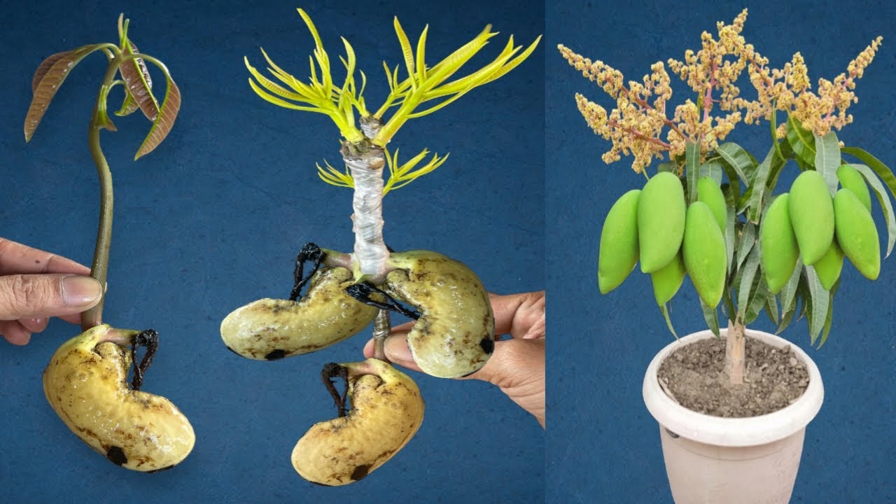 Mango Grafting Techniques For New Beginners - YouTube
