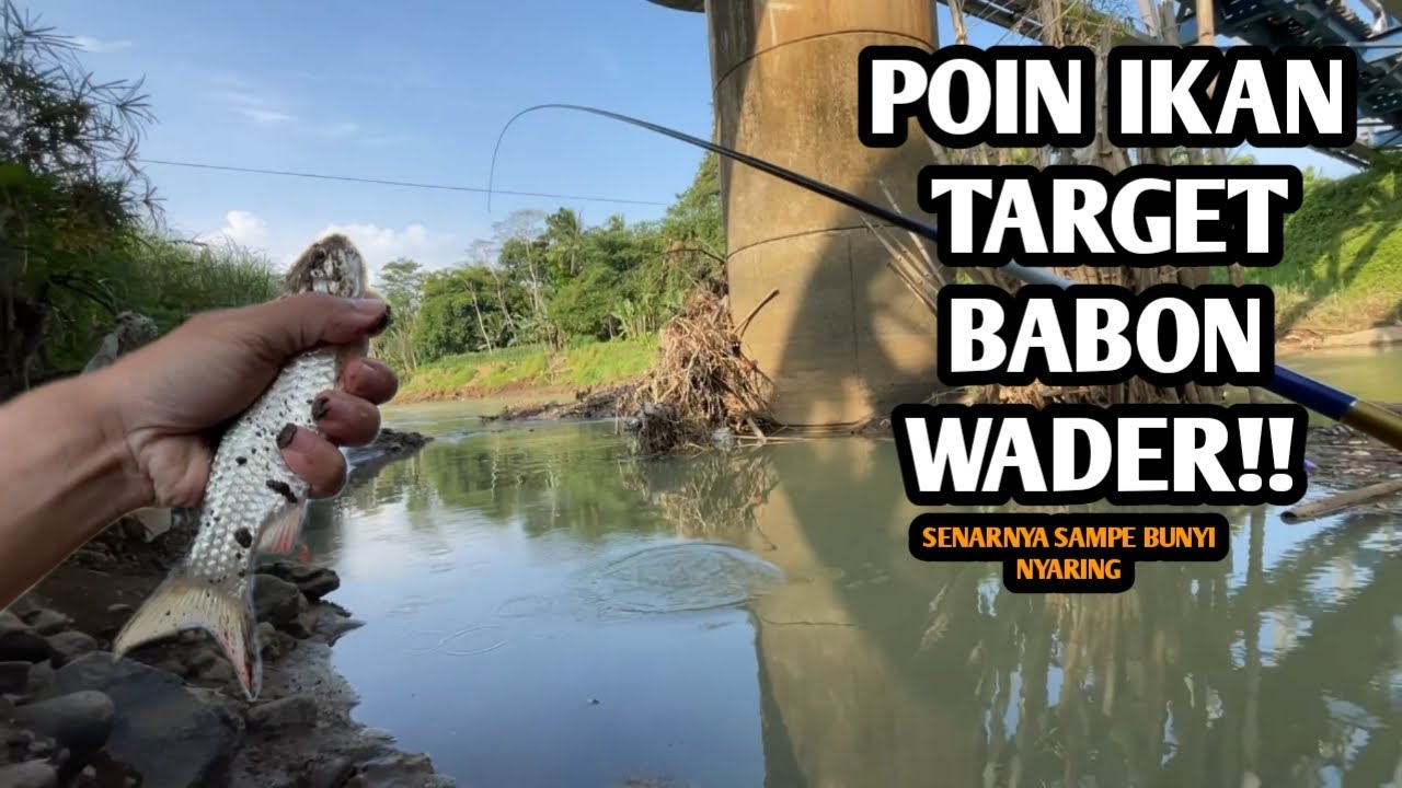 TEKNIK AGAR POIN BABON WADER!! Mancing wader di spot sungai Bogowonto pakai teknik pecut - YouTube