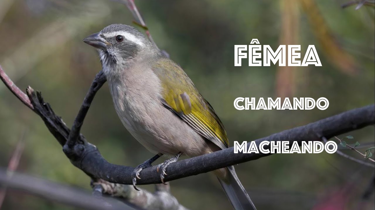 Fêmea de Trinca Ferro macheando, chamando! - YouTube