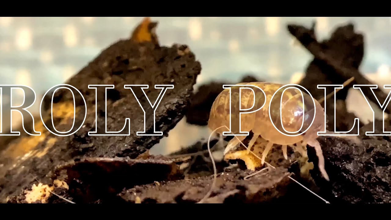 Roly poly bugs - YouTube