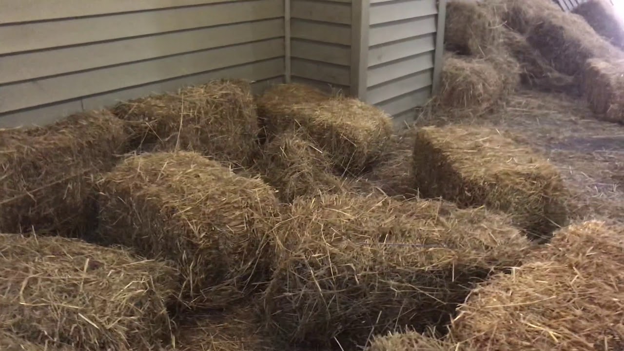 Master Barn Hunt Course - YouTube