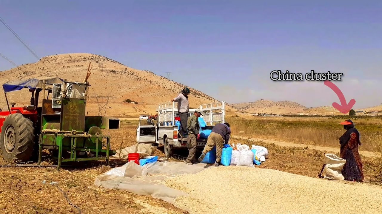 Village Iifestyle of Iran | Harvesting Red Beans | Traditional Metods ...