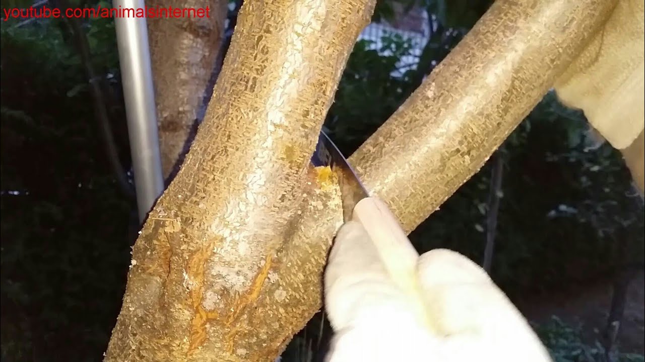How I prune my almond tree with pruning saw & chainsaw & pruning ...