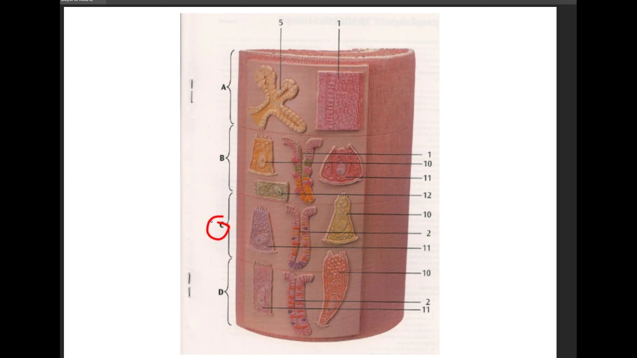 A&P - Digestive System Microanatomy Model - YouTube
