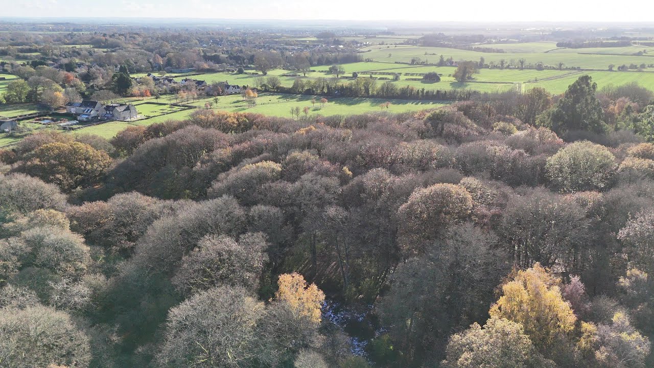 Singe Wood nature reserve, Hailey, near Witney, Oxfordshire (November ...