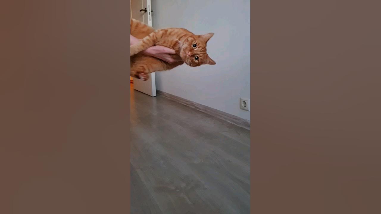 Кот Артём - YouTube