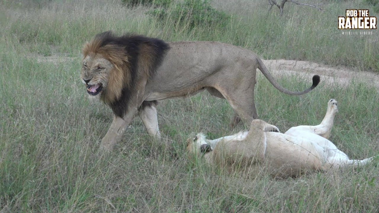 WILDlife: LIONS - Failure To Launch | Adventures In Africa (Presented ...