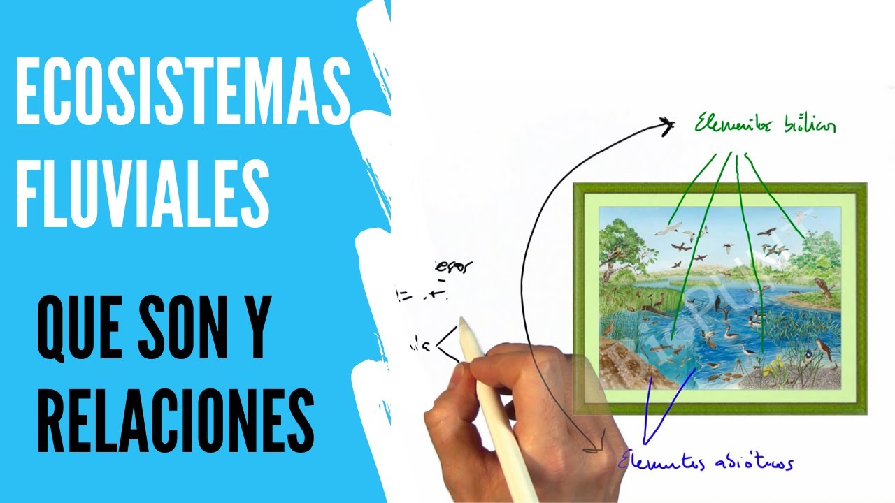 Ecosistema fluvial ¿qué es y cuales son sus relaciones? - YouTube
