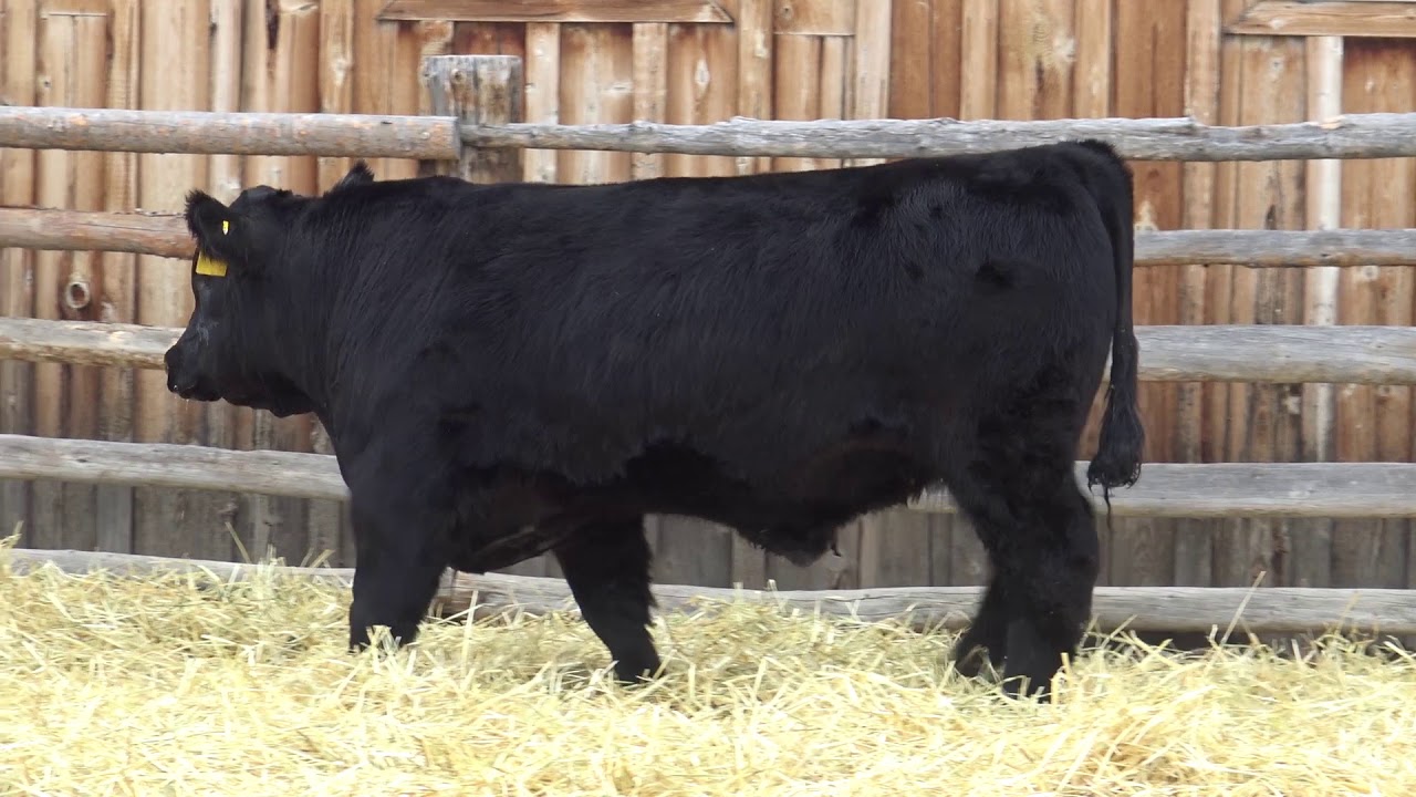 Circle L Angus Lot 11 - YouTube