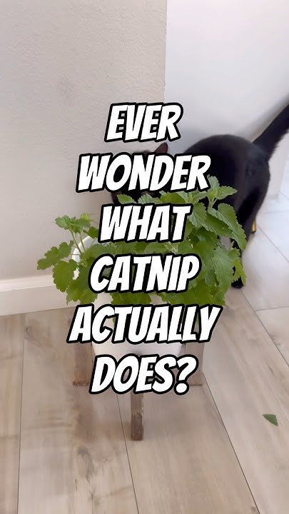 Here’s what catnip actually does… - YouTube