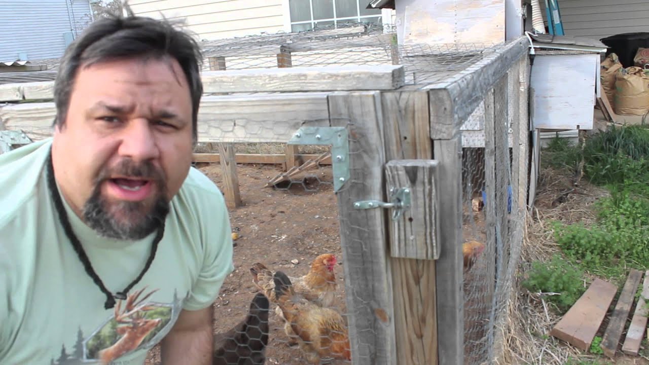 Cool Chicken Yard Invention - YouTube