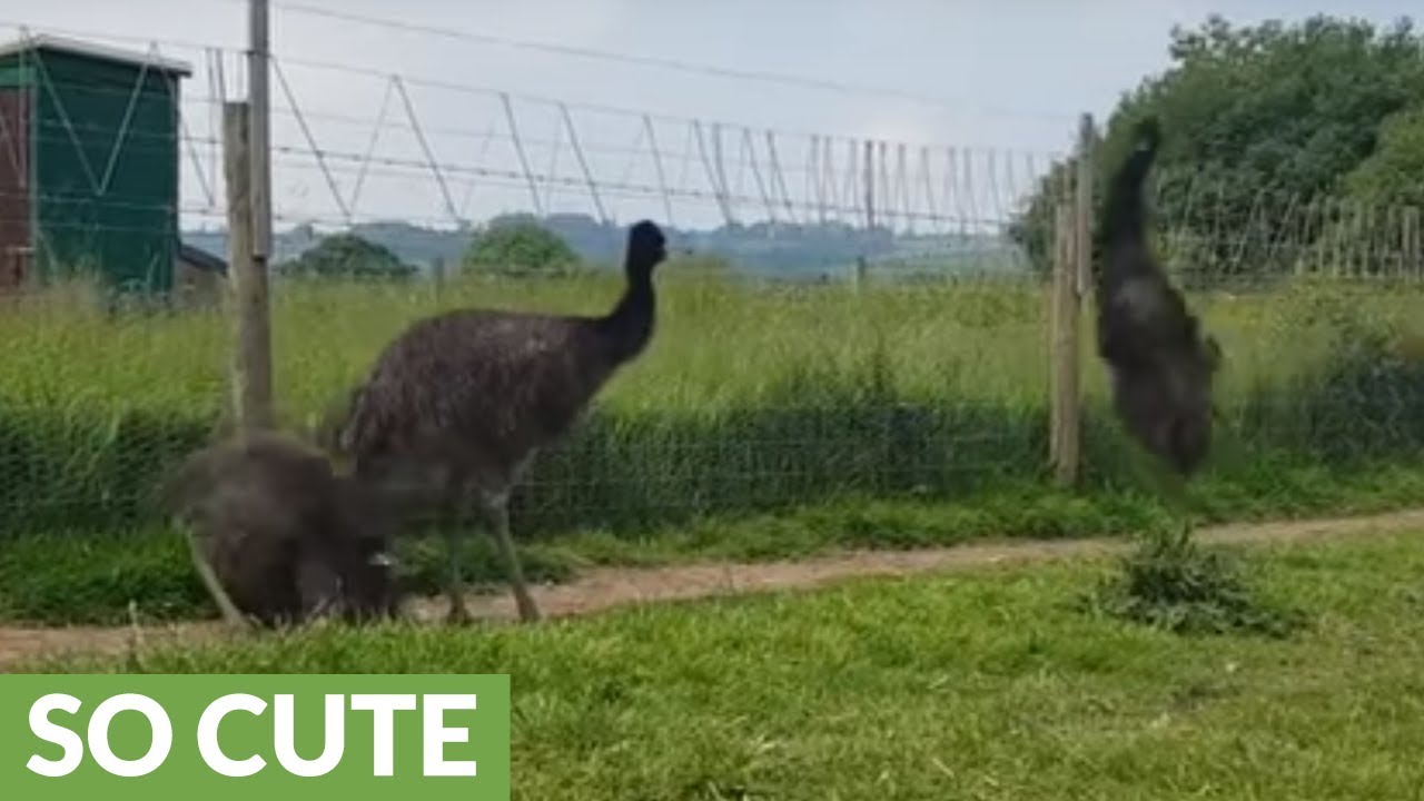 Toddler has an adorable dance party with trio of baby emus - YouTube