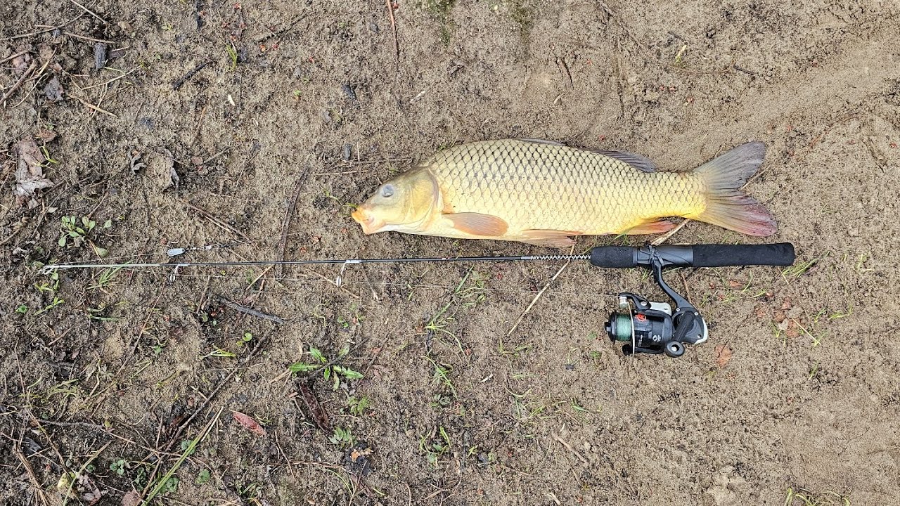 Carp Fishing (mini rods) - YouTube