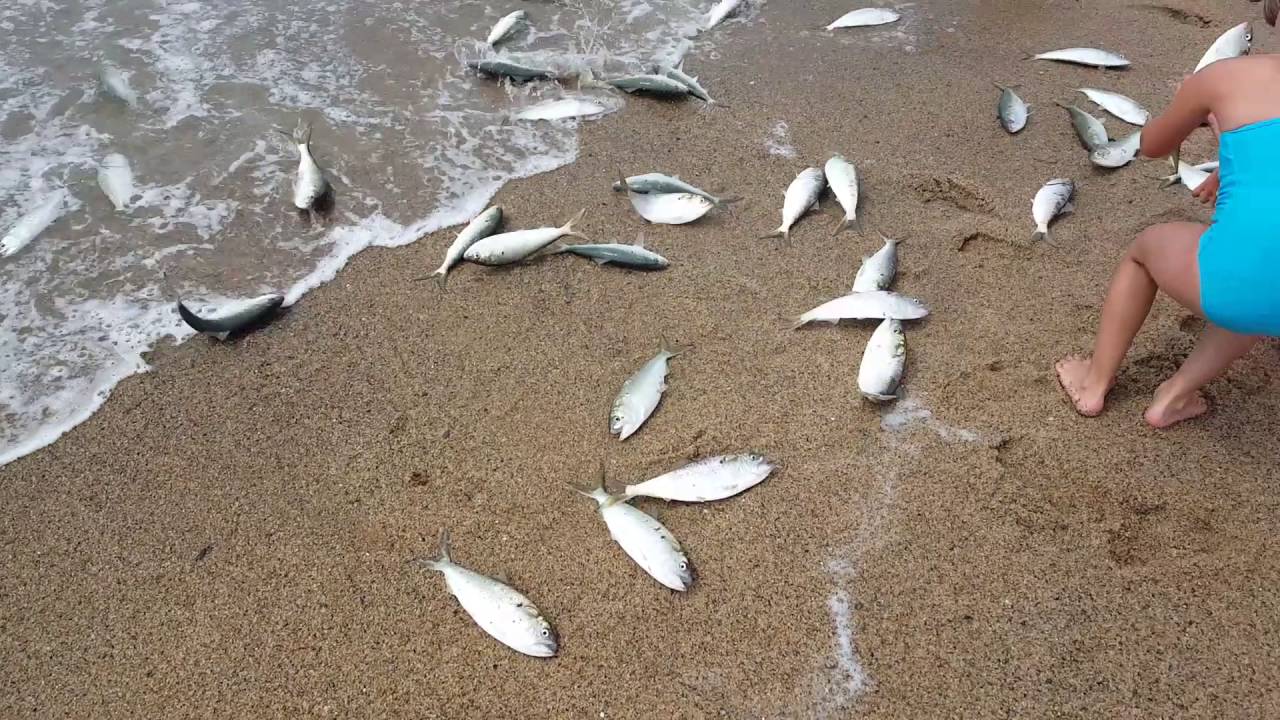 Race point tuna chasing (holy)mackerel - YouTube
