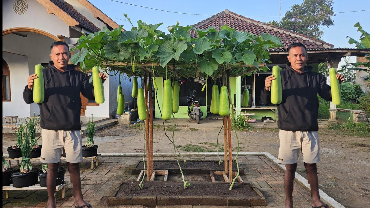 cara menanam labu air supaya berbuah lebat || Plant water gourds so ...