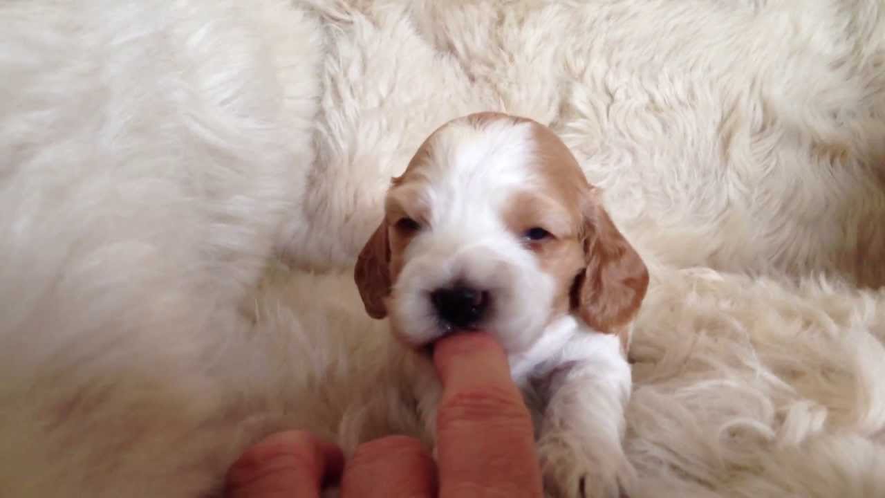 3 week old Cockapoo puppies - YouTube
