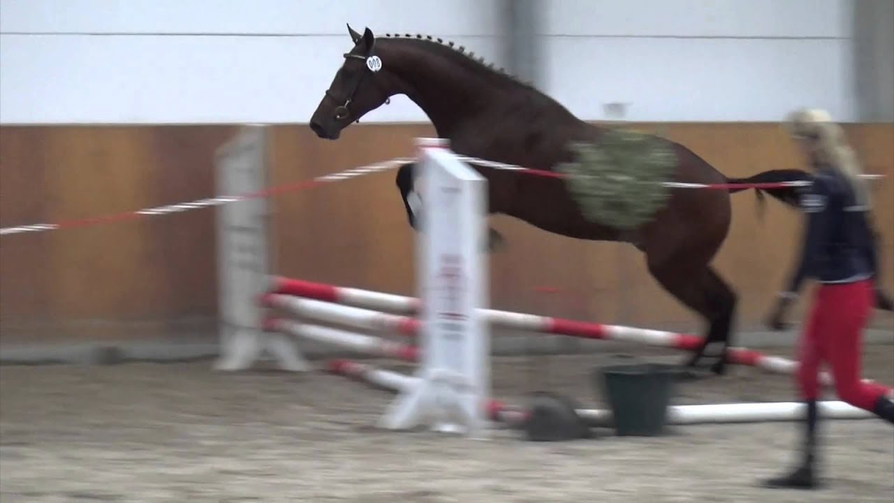 Mylord Carthago-Contender stallion * 2013 - YouTube