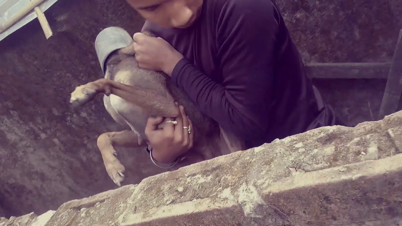 Street dog rescue... - YouTube